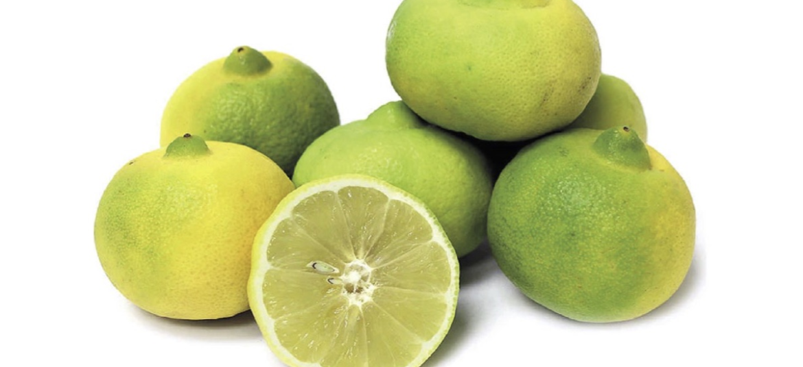 Lima mexicana, el dulce y cítrico producto decembrino - Citricos